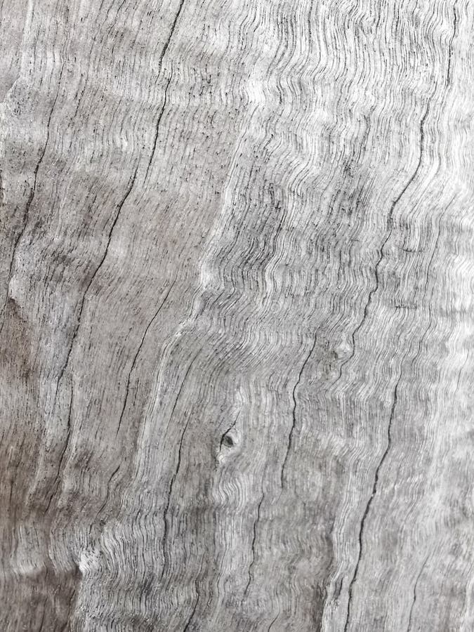 Texture of Brown Tree Skin. Stock Photo - Image of brown, dead: 166630326