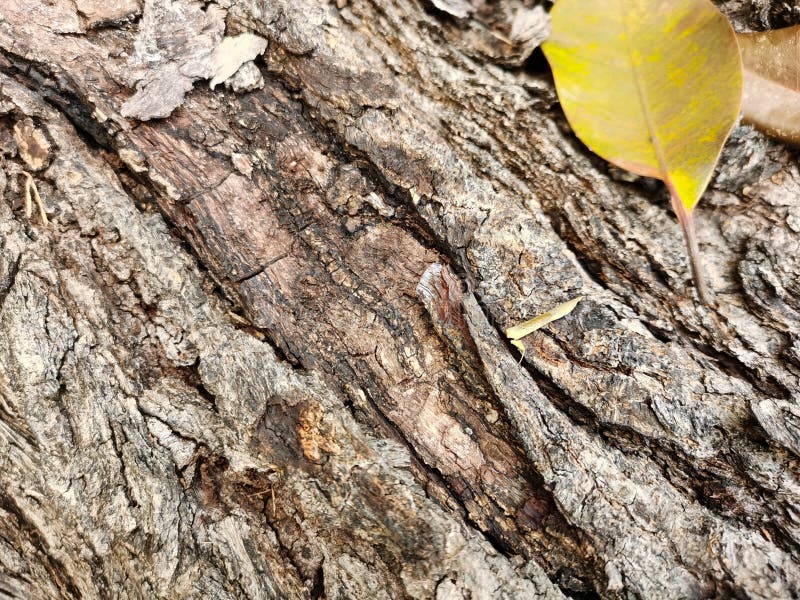 Texture of Brown Tree Skin. Stock Image - Image of skin, pattern: 166630275