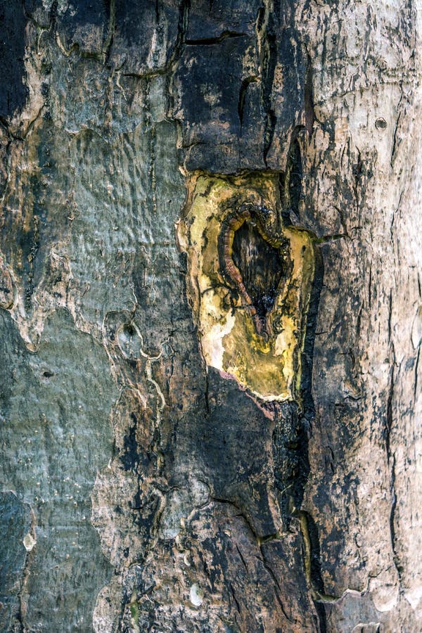 Texture of Brown Tree Trunk Stock Photo - Image of brown, rough: 127039584