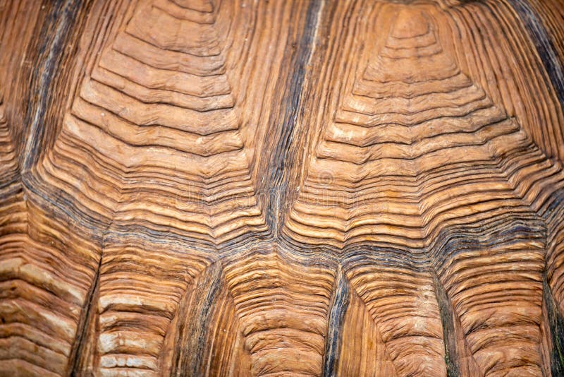 Texture of Turtle carapace stock image. Image of hard - 200044517