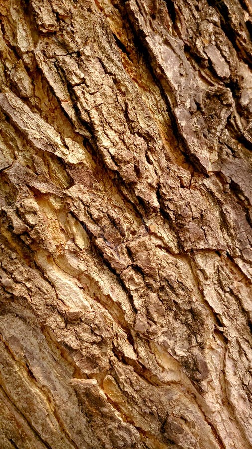 Texture of Brown Wood of a Tree Stock Image - Image of dirty, detail ...