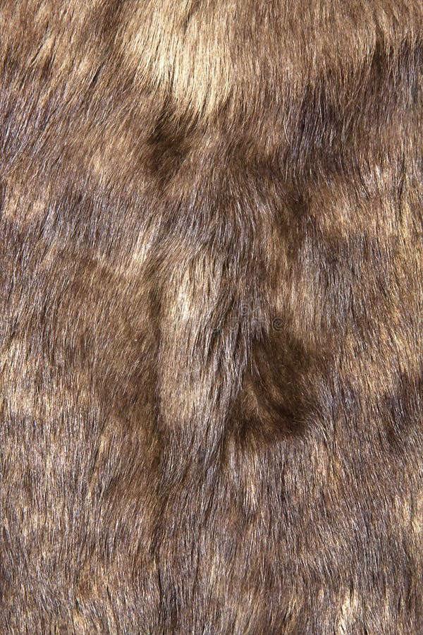 Texture De Fourrure De Cerfs Communs Image stock - Image du lignes ...