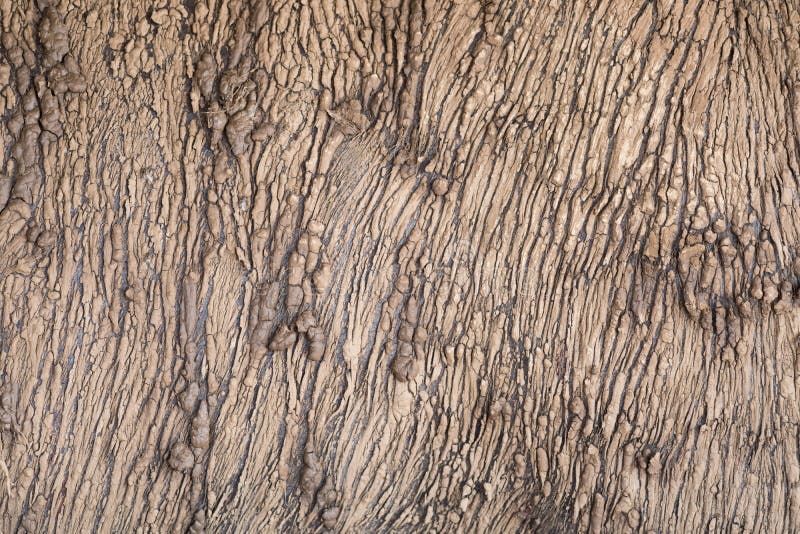 Texture of buffalo skin. stock image. Image of huge - 115194223