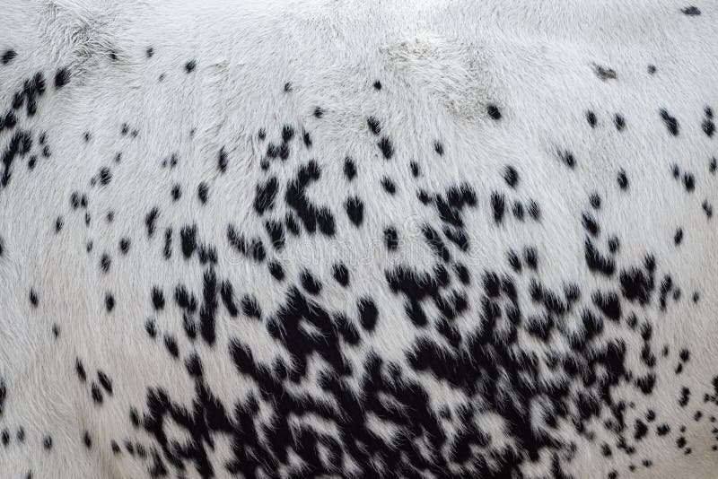 4,986 Bull Texture Stock Photos - Free & Royalty-Free Stock Photos from ...