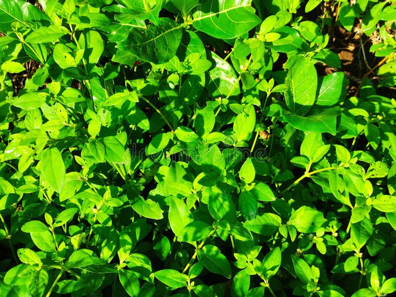 Texture of a Bunch of Light Green Wild Tree Leaves Stock Photo - Image ...