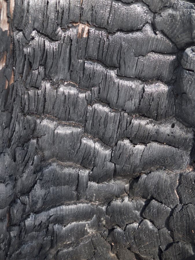 Burned Tree in the Woods stock image. Image of black - 82802263