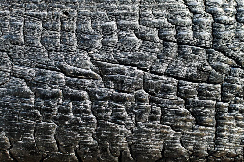 Texture of Burnt Board. Close-up of Blackened Charred Tree. Fire ...