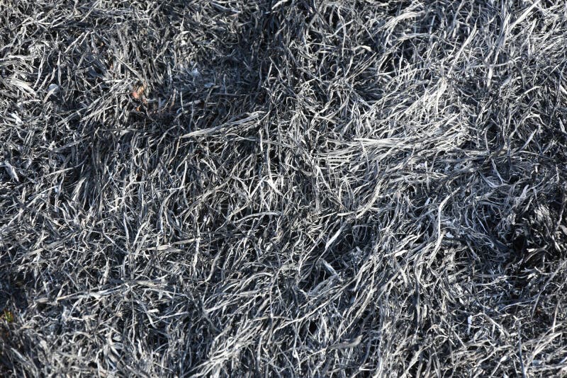 Texture of Burnt Grass, Ashes after Burnt Stock Image - Image of ...