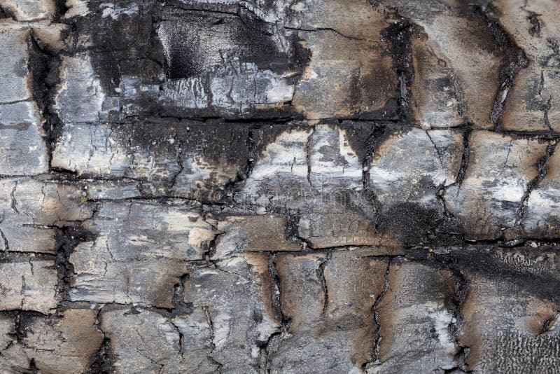 315 Texture Burnt Pine Boards Stock Photos - Free & Royalty-Free Stock ...