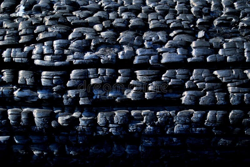 Texture of a Burnt Pine Tree on a Sunny Day Stock Photo - Image of tree ...