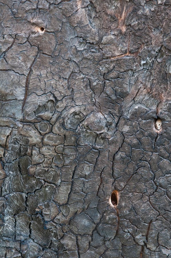 Texture of Burnt Tree after Fire Stock Image - Image of surface ...