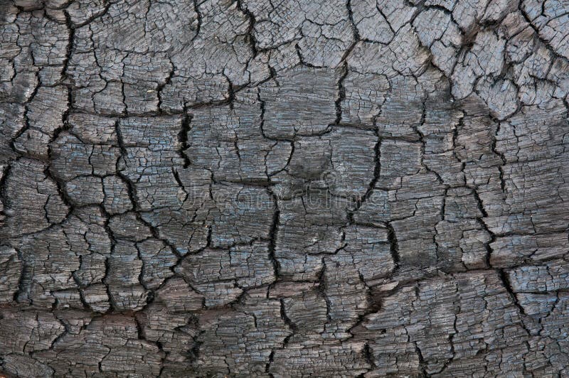 Texture of Burnt Tree after Fire Stock Image - Image of surface ...