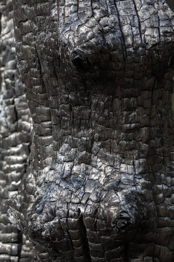 Texture - burnt tree trunk stock image. Image of organic - 33099897