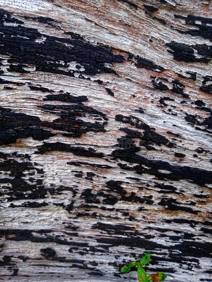 The Texture of Burnt Wood Trees with a Combination of Black and White ...