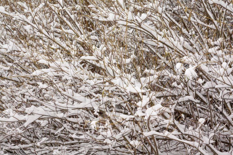 Branches of Bush Covered with Snow and Ice Close-up at Winter Landscape ...