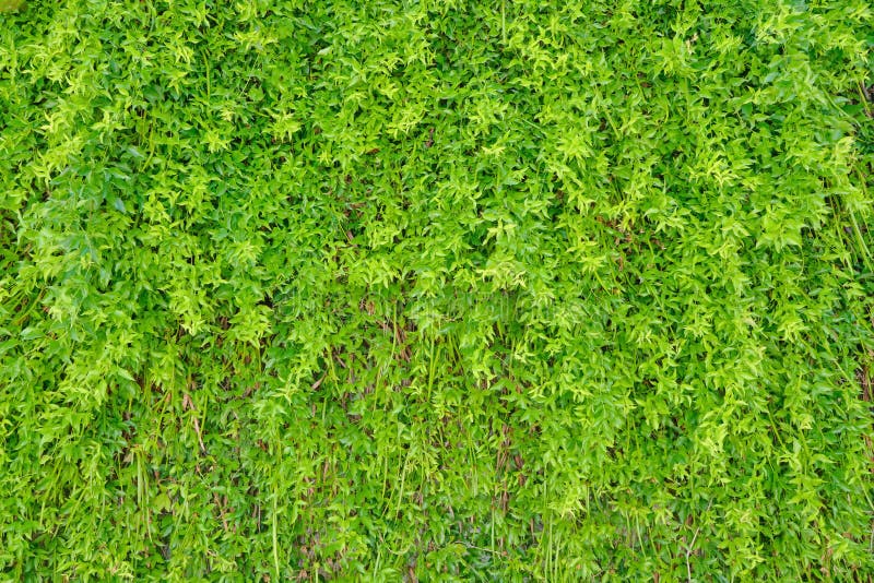 The Texture of the Bush. Leave and Branches of the Shrub. Wall of Green ...