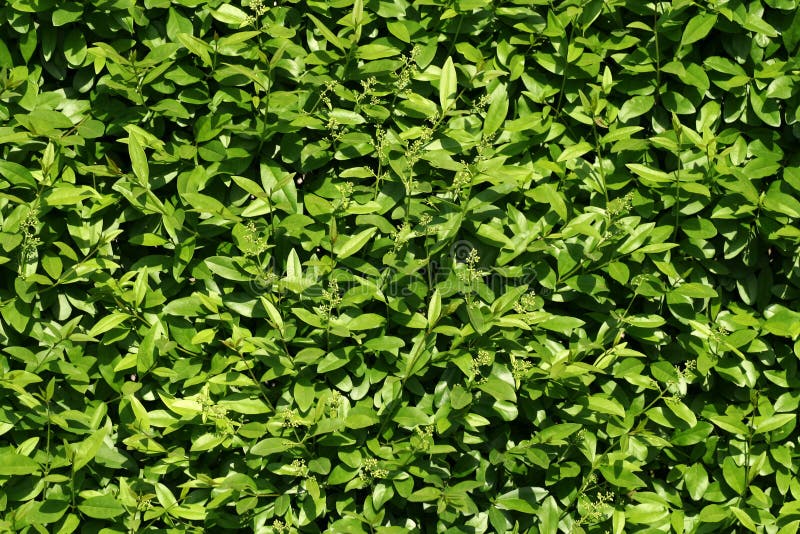 Bush Texture