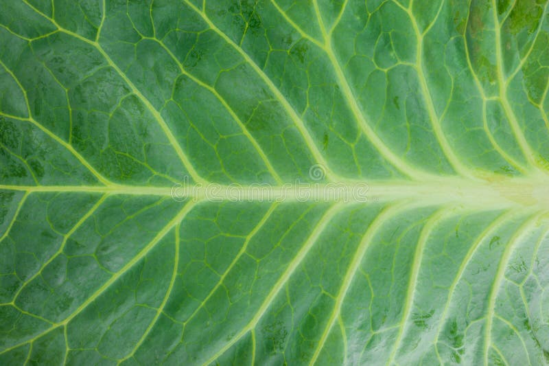 Texture of cabbage leaf stock photo. Image of gourmet - 59447148