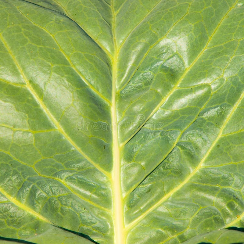 Texture cabbage leaf. stock image. Image of eating, ingredient - 122804269