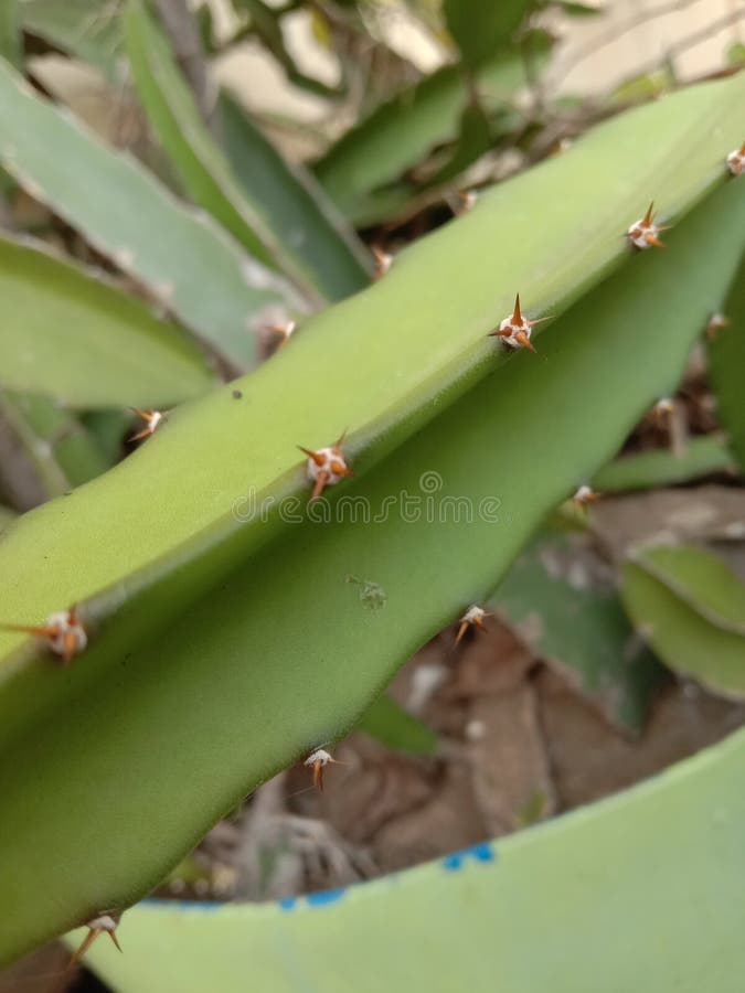 Texture of Cactus Plant Stem Spines Stock Photo - Image of prickly ...