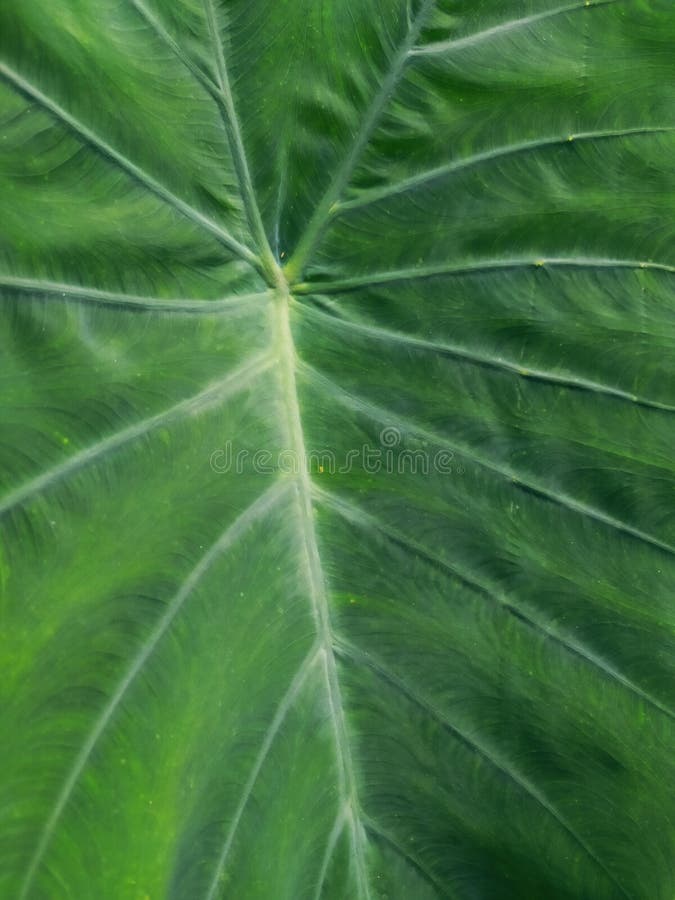 Caladium. Green Leaves Caladium with White Line. Exotic Ornamental ...