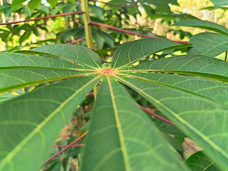 Texture of Cassava Leaves in the Garden in the Afternoon Stock Image ...