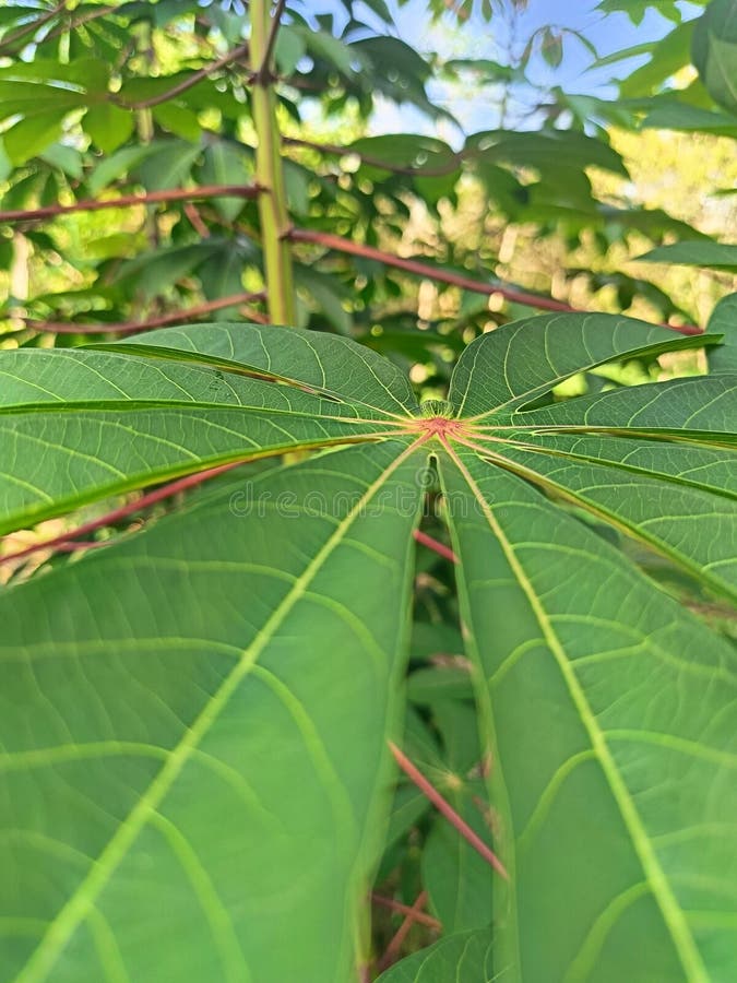 Texture of Cassava Leaves in the Garden in the Afternoon Stock Image ...