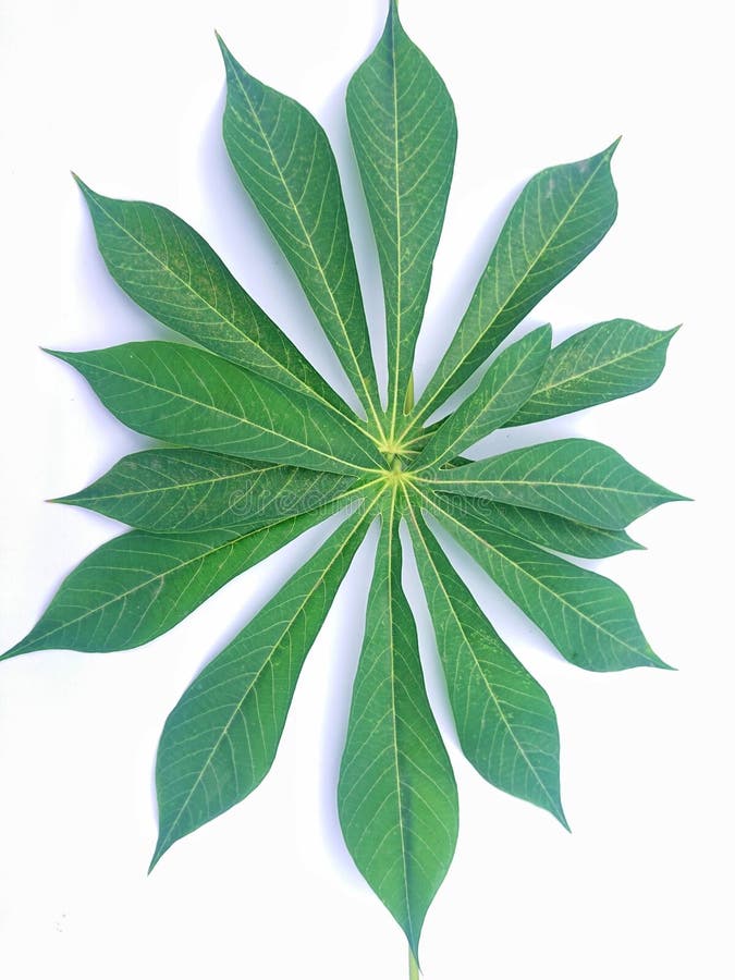 Texture of Cassava Plant Leaves Stock Image - Image of closeup, leaves ...