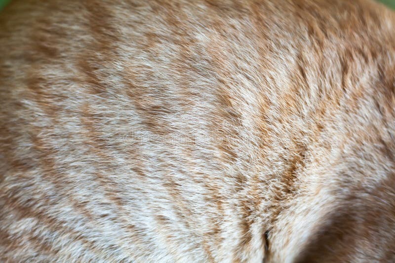 Texture of a cat stock image. Image of hairy, animal - 78023219