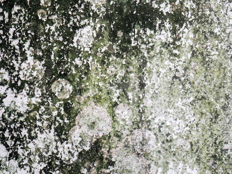 Texture Cement Wall Background with Moss Stock Photo - Image of rough ...