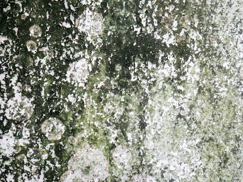 Texture Cement Wall Background with Moss Stock Photo - Image of ...