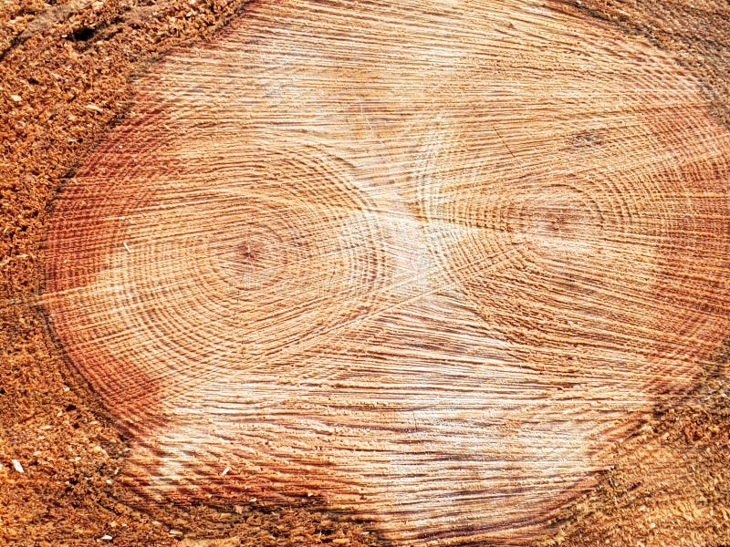 Texture of Chainsawf] Wood with a Double Core and Crosshatching Stock ...