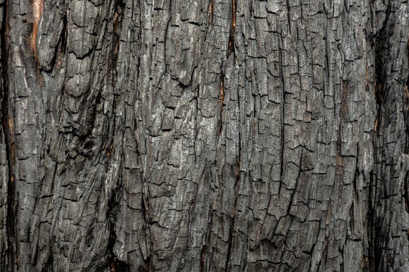 Texture of Charred Bark after Forest Fire Stock Photo - Image of copy ...