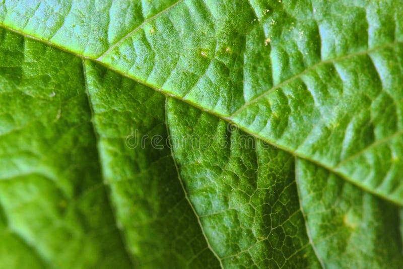 Texture of the Cherry Tree Leaf Macro Color Stock Image - Image of ...