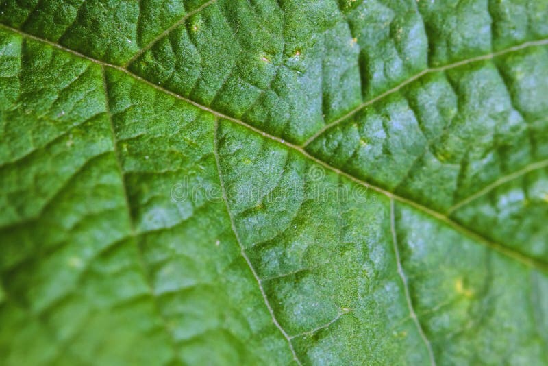 Texture of the Cherry Tree Leaf Macro Color Stock Photo - Image of ...