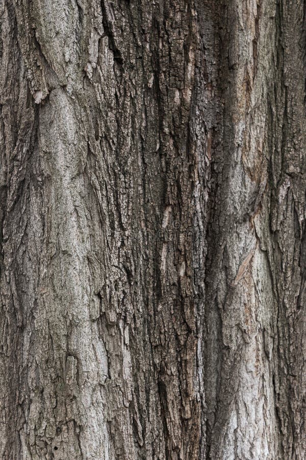 Texture of a Chestnut Tree Bark Stock Photo - Image of textured ...
