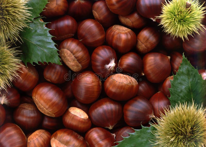 Texture of Chestnuts stock photo. Image of sativa, composition - 170699112