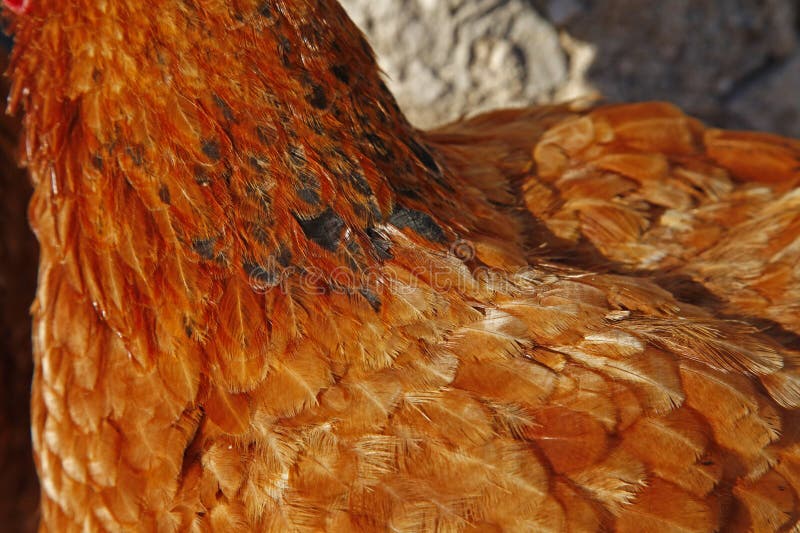 Texture of Chicken Feathers Stock Photo - Image of abstract, mode ...