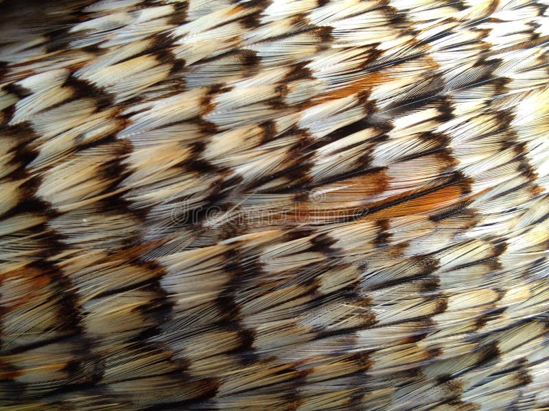 Texture of Chicken Feathers Stock Photo - Image of feathers, shine ...