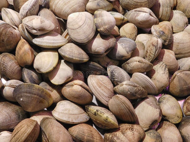 Texture shell stock photo. Image of fish, health, sale - 78520080