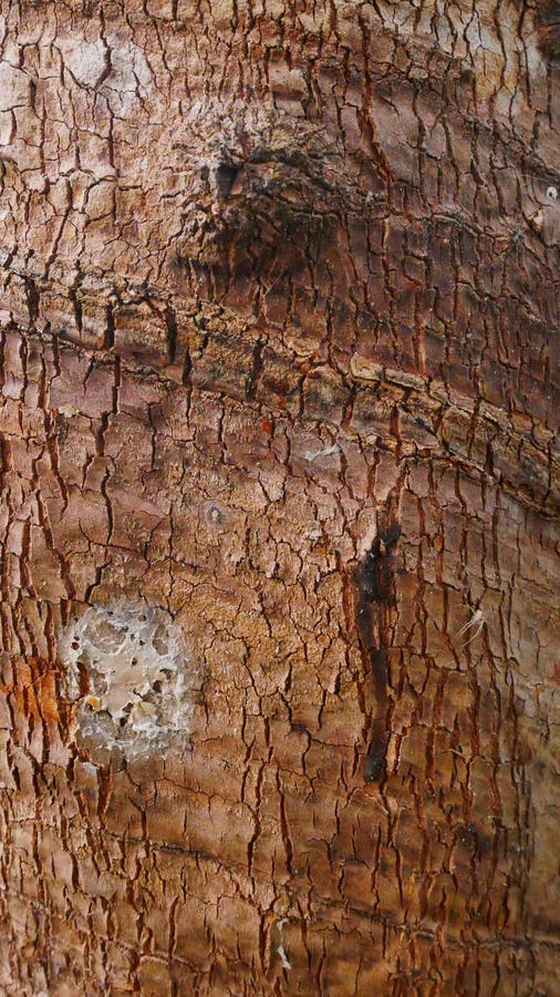 Bark Of Rubber Tree Seed On Rubber Tree Seeds, Hevea Brasiliensis Seeds ...