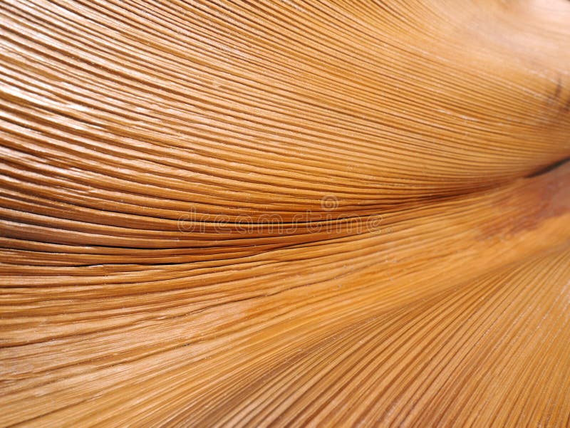 Texture Close Up of a Palm Leaf Brown Dry Stock Image - Image of branch ...