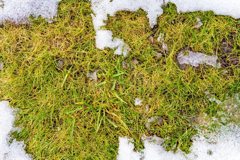 Texture in the Close-up Snow on the Grass Stock Photo - Image of ...
