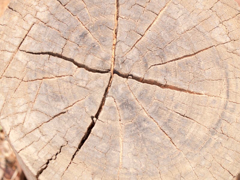 The Texture Close Up of Tree Stump with Have Cracks of Stumps Use for ...
