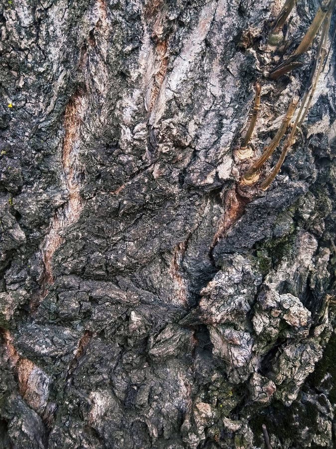 Texture Trunk Old Gray Tree Close Up Stock Photo - Image of grey ...