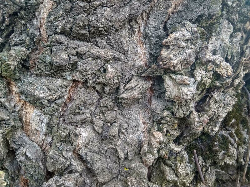 Texture Trunk Old Gray Tree Close Up Stock Photo - Image of detail ...