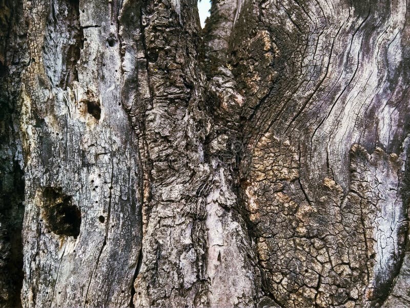 Texture Trunk Old Gray Tree Close Up Stock Photo - Image of macro ...