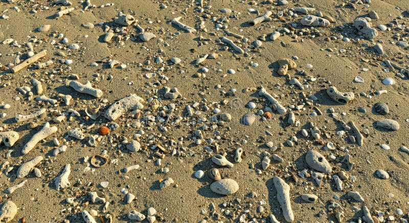 Texture of Coarse Sand with Broken Coral Pieces and Small Shells ...