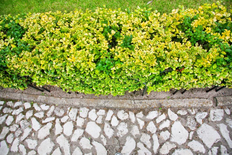Texture of Cobblestones and Green Bushes and Grass Stock Image - Image ...