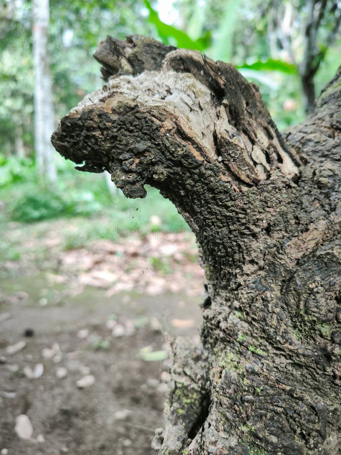 Red Cocoa Pod on Tree in the Field. Cocoa (Theobroma Cacao L.) is a ...